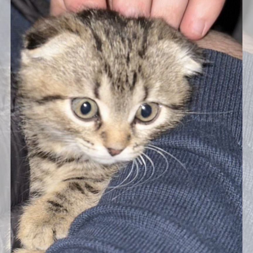 Вислоухая кошка отдам бесплатно