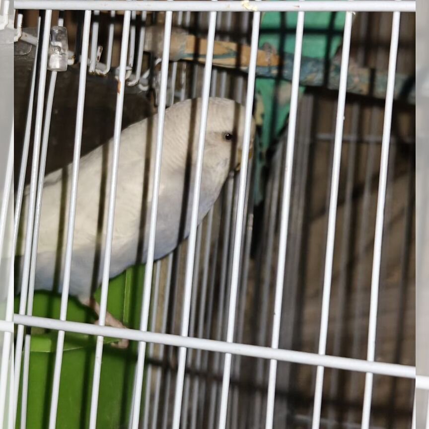 Волнистые попугаи