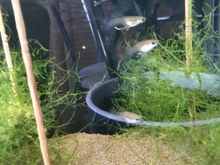 Отдам самок Гуппи