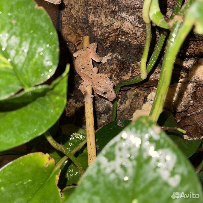 Бананоед самка