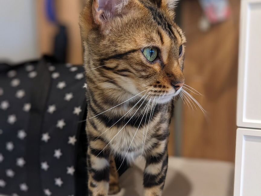 Бенгальская кошка в добрые руки