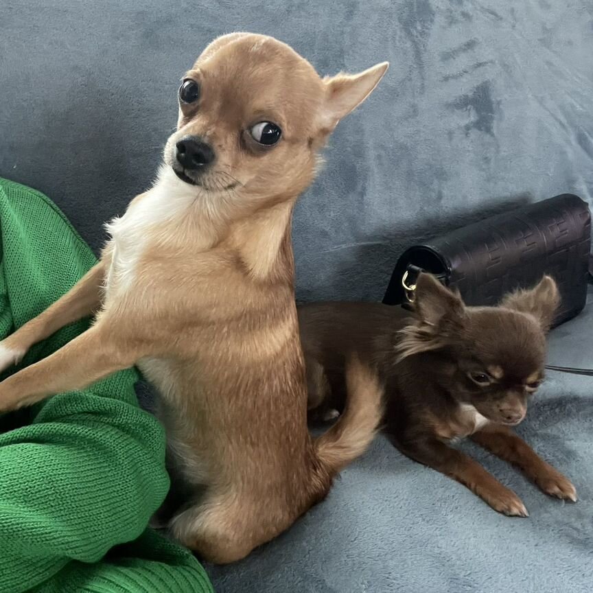 Ищем жениха