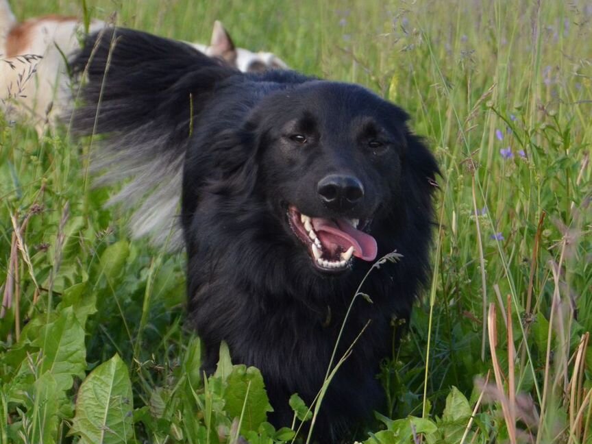 Собака щенок в добрые руки