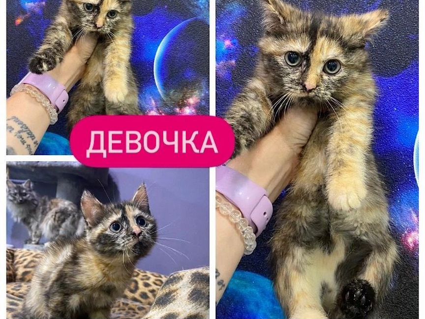 Три сестрички черепашки