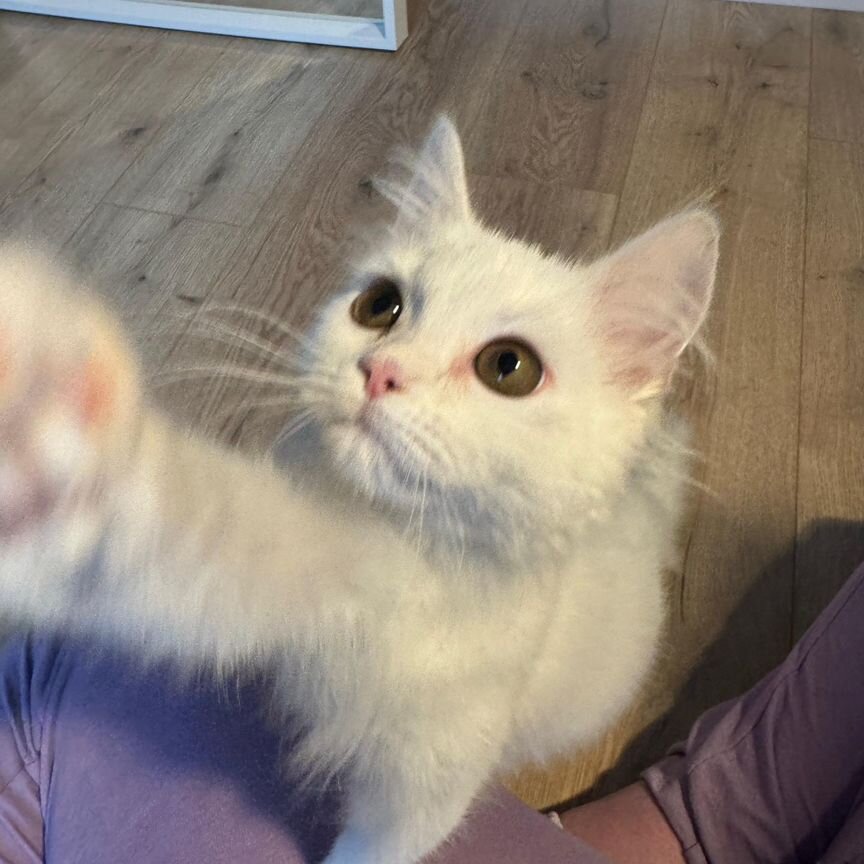 Персидские котята