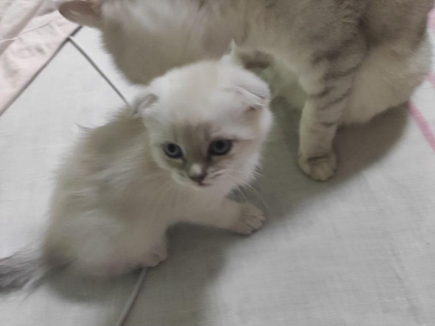 Вислоухая шотландка