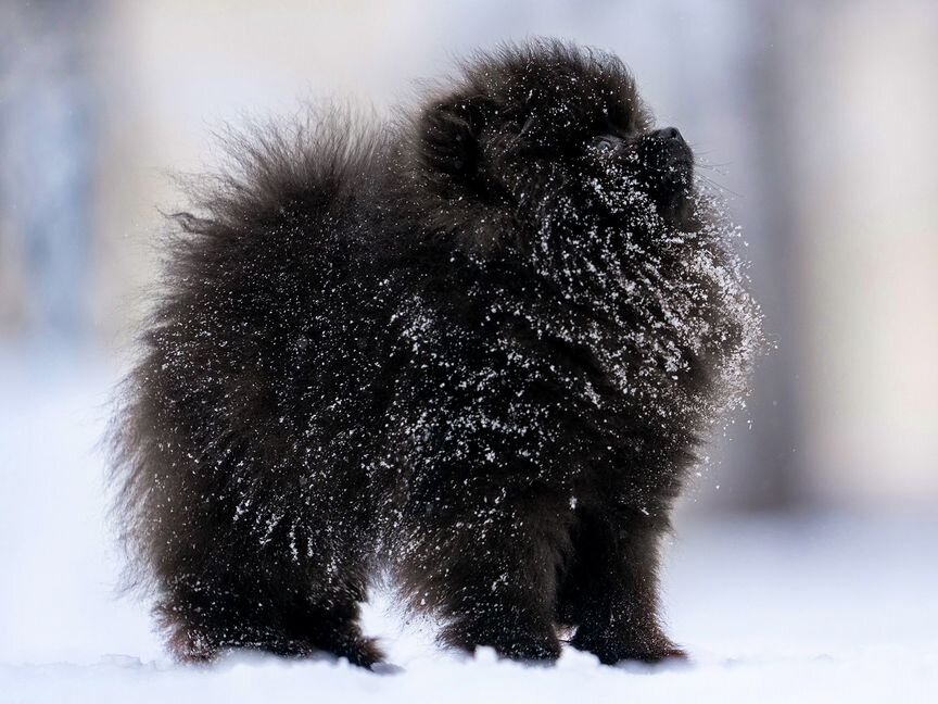 Шпиц померанский мини щенок