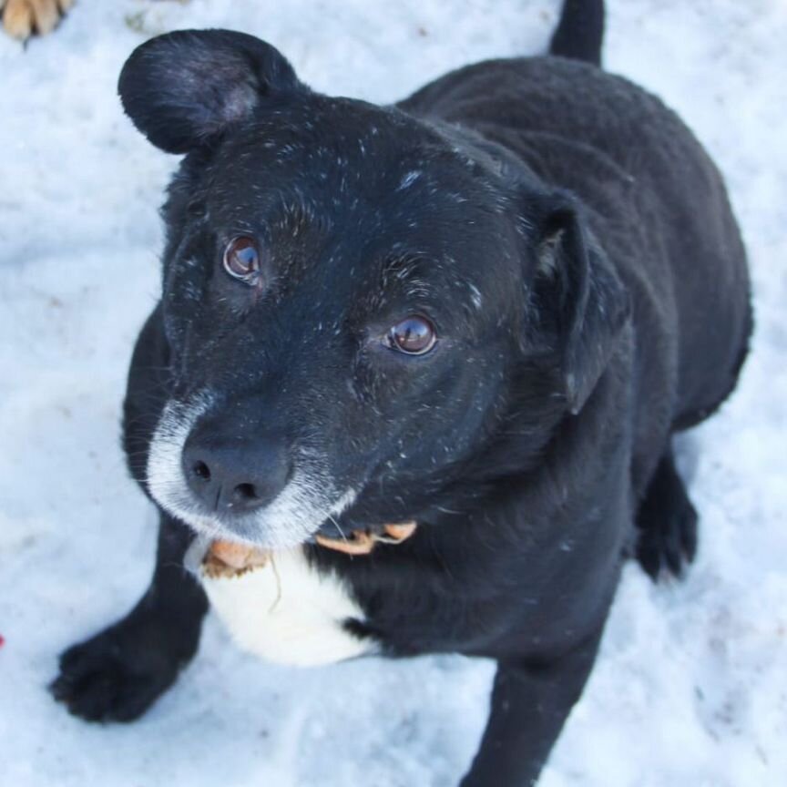 Джон песик с охранными способностями