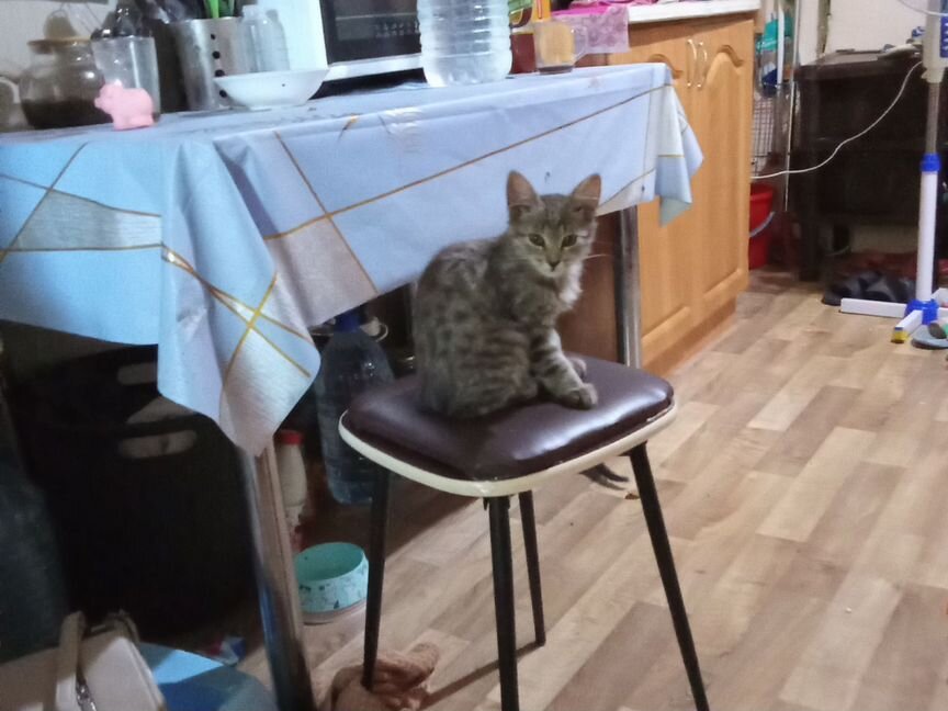 Мышеловка кошка маленькая