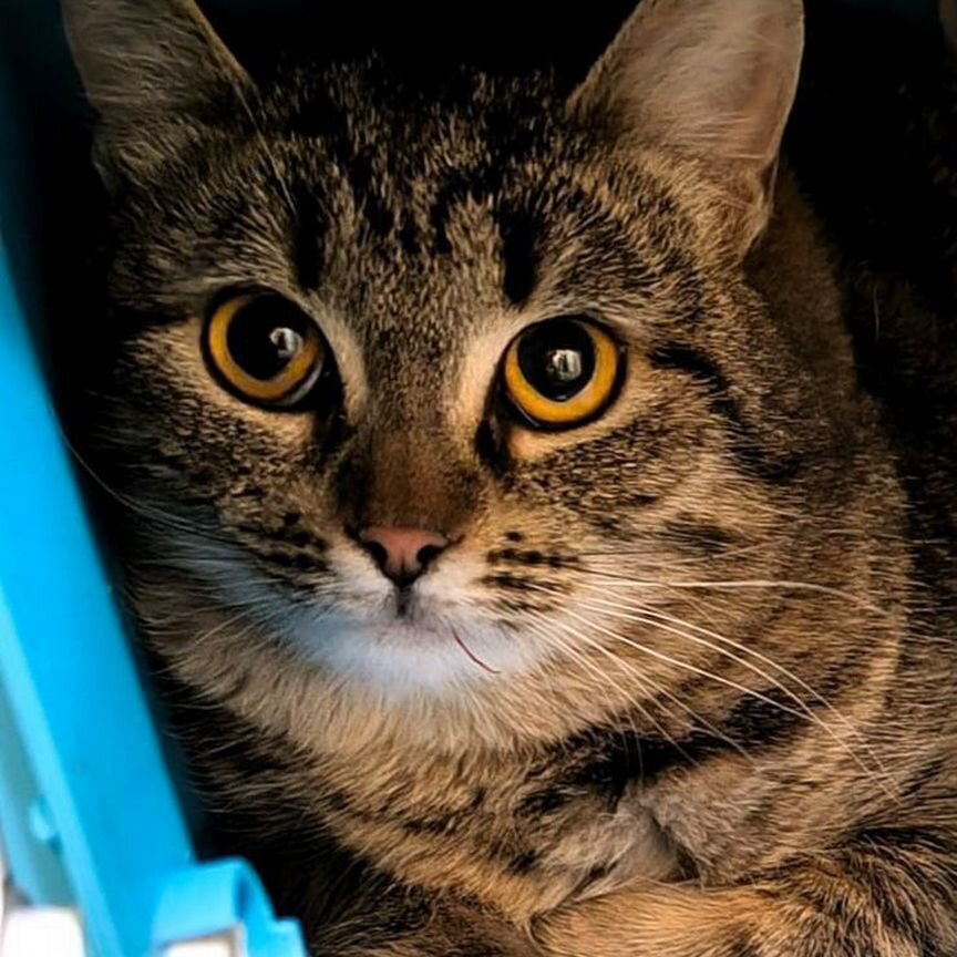Котёнок Деми Мур.Семья отказалась