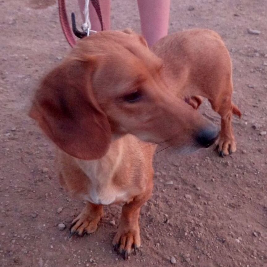 Щенки таксы