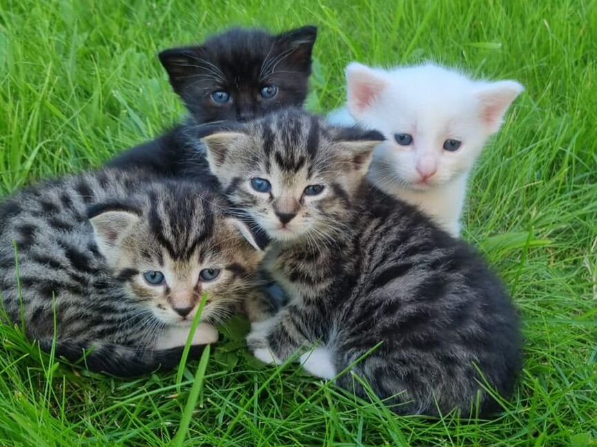 Анатолийские котята