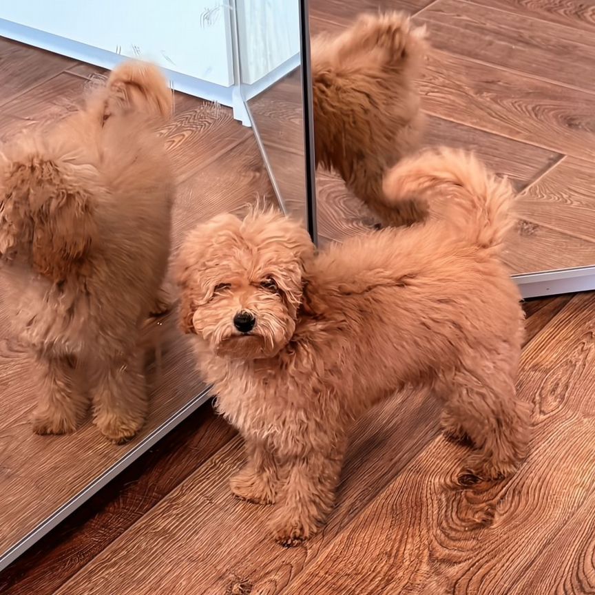 Мальтипу, щенок