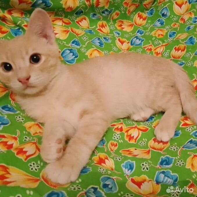 Рыжий котик 3 месяца