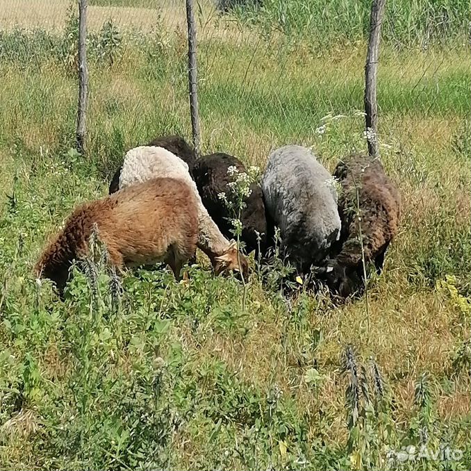 Продам овец