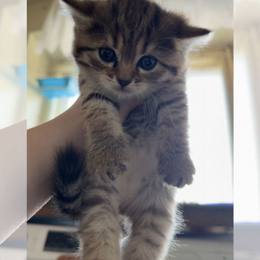 Котята