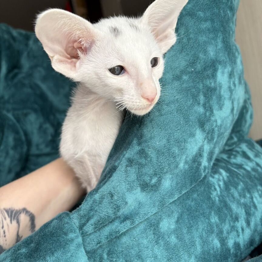 Ориентальные котята