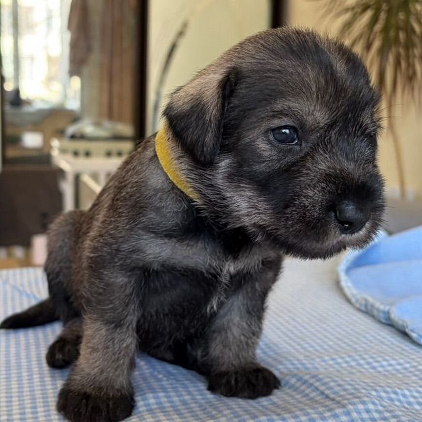 Миттельшнауцер, щенок