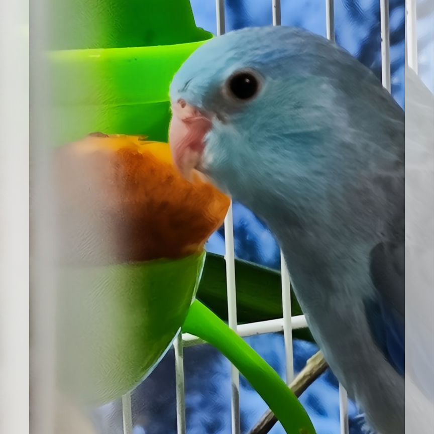 Воробьиный попугай птенец