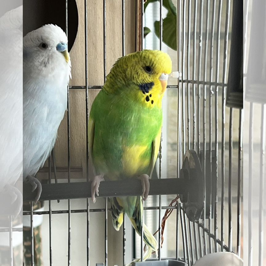 Зеленый попугай