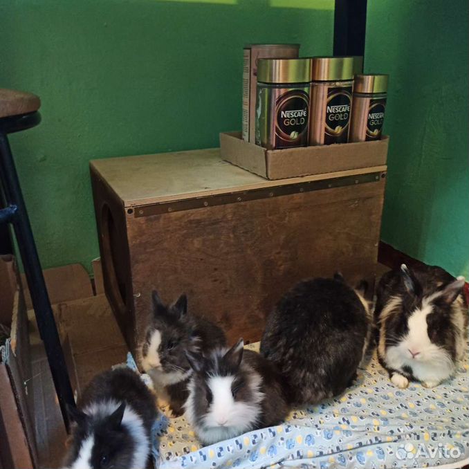 Кролики львиноголовики 3 малыша