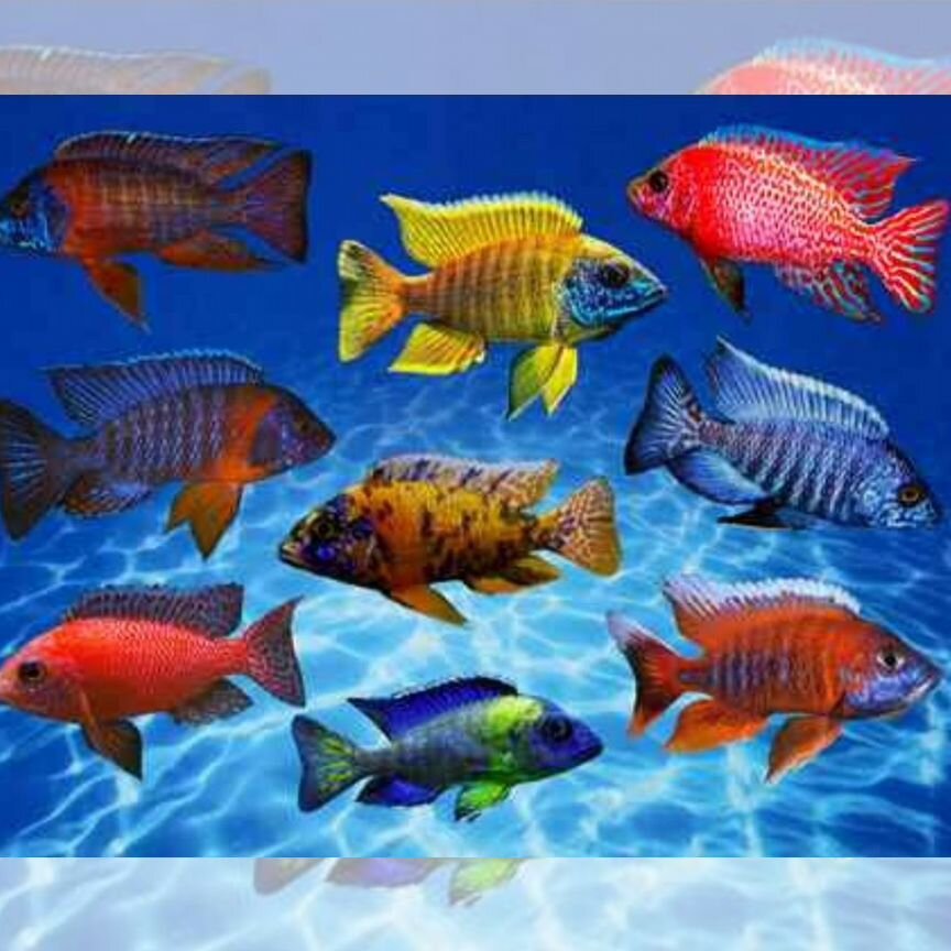 Аквариумные рыбки на ул. Мира 12