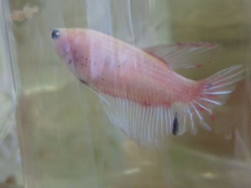 Рыба петушок самочки