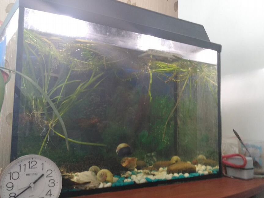 Аквариум 55 литров