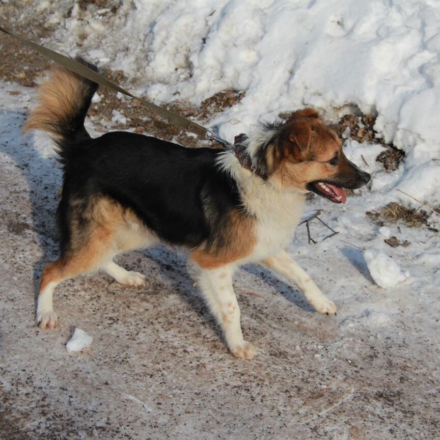 Собака в добрые руки