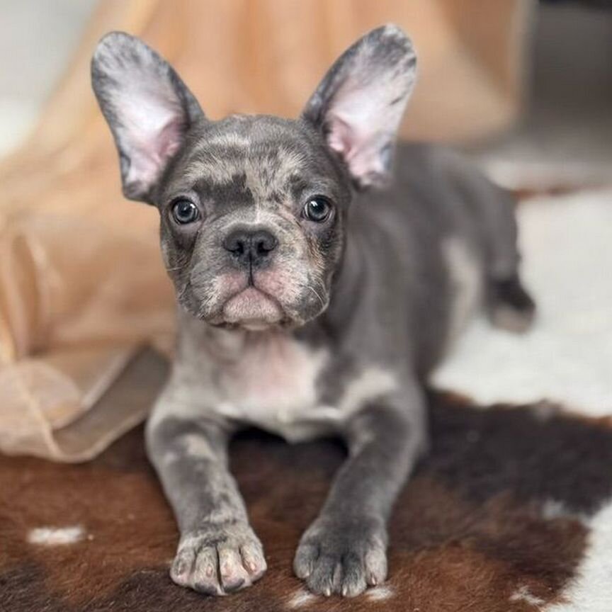 Великий Оскар