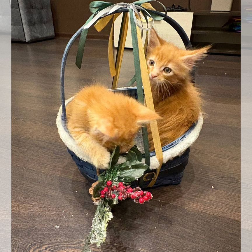 Мейн-кун котёнок