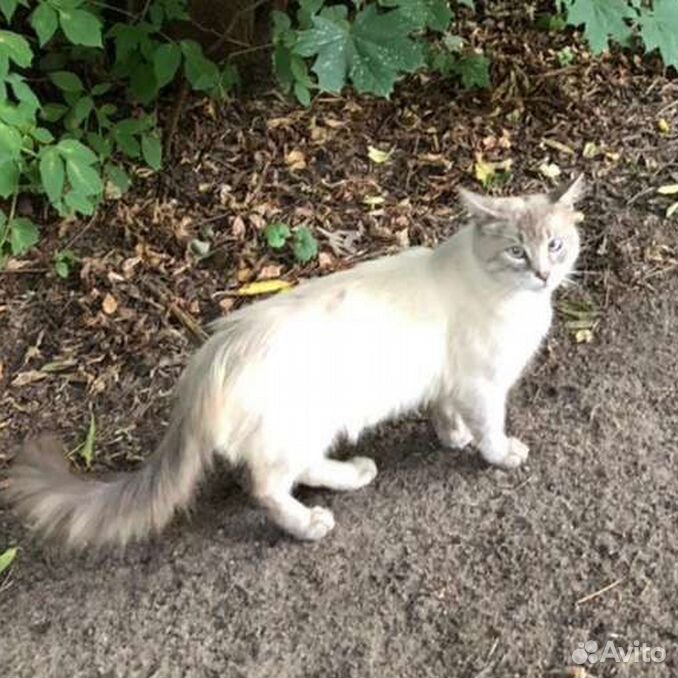 Тайский голубоглазый котик