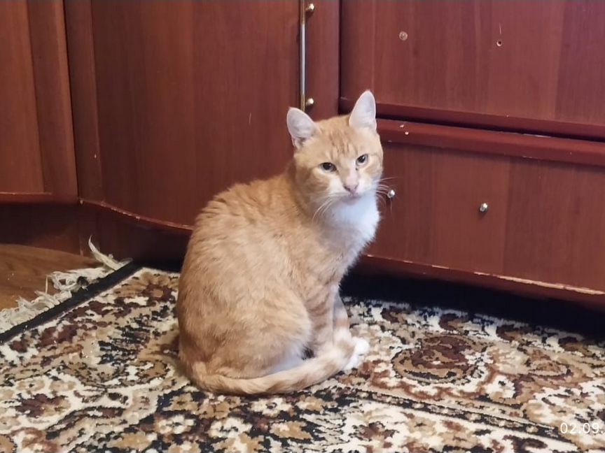 Кот