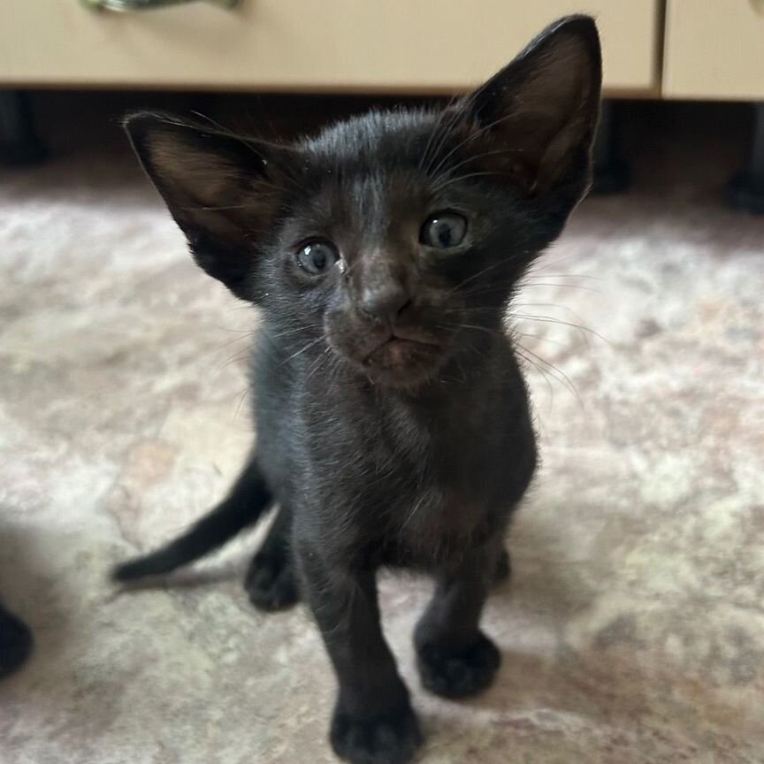 Ориентальный котёнок