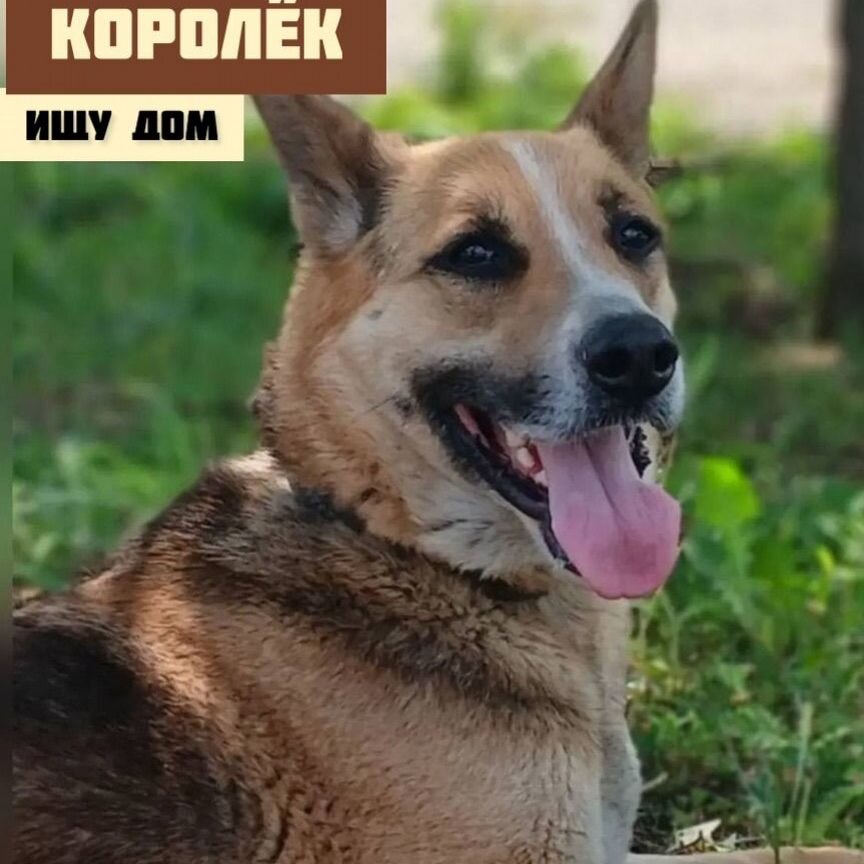 Взрослый пёс в добрые руки