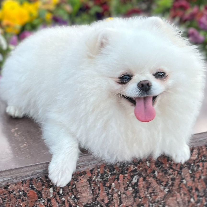 Померанский шпиц