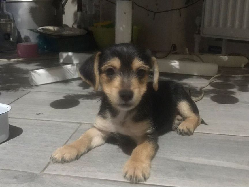 Собака в добрые руки отдам бесплатно