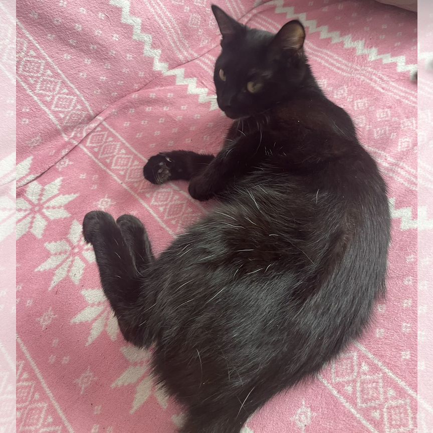 Взрослая, кошка в добрые руки