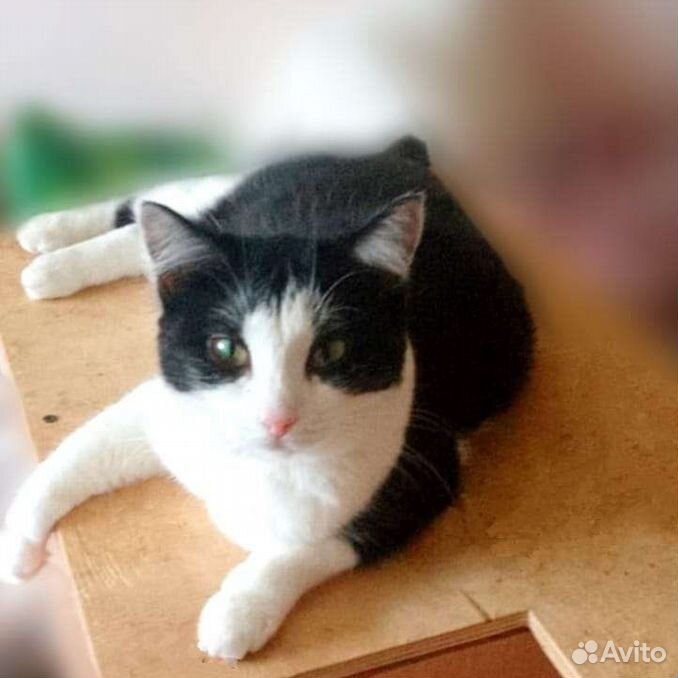 Кошка Эля, скромная и милая, ищет дом