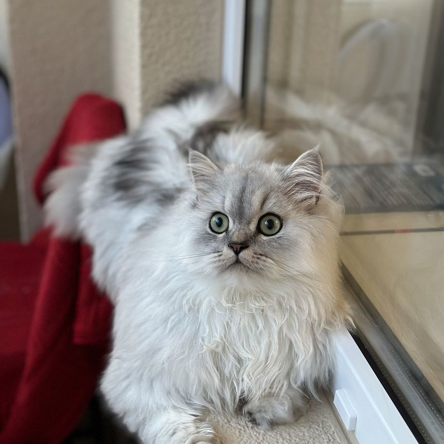 Котенок 10 месяцев