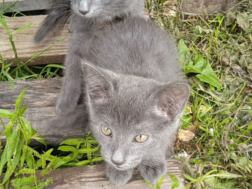 Котенок мальчик