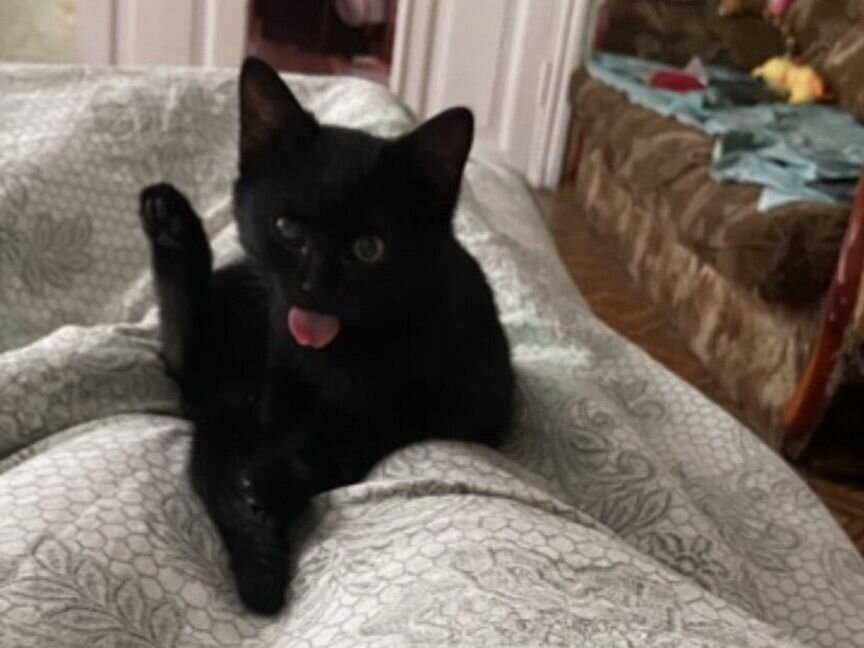 Чёрный котёнок приученй к лотку