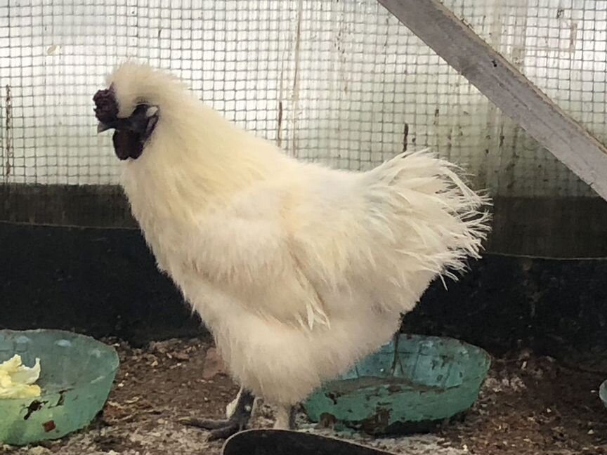 Китайский шелковый аборигенный петух