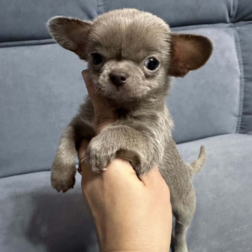 Чихуахуа, щенок