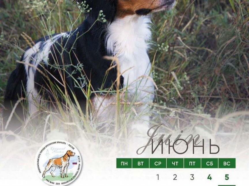 Вязка эпаньель бретон