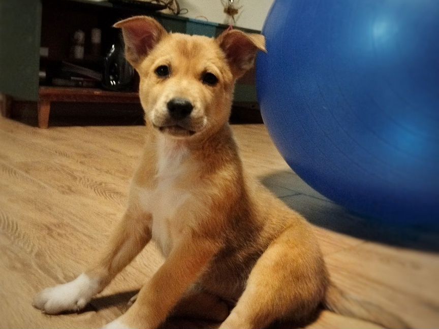 Щенок Перси, мальчик среднего размера