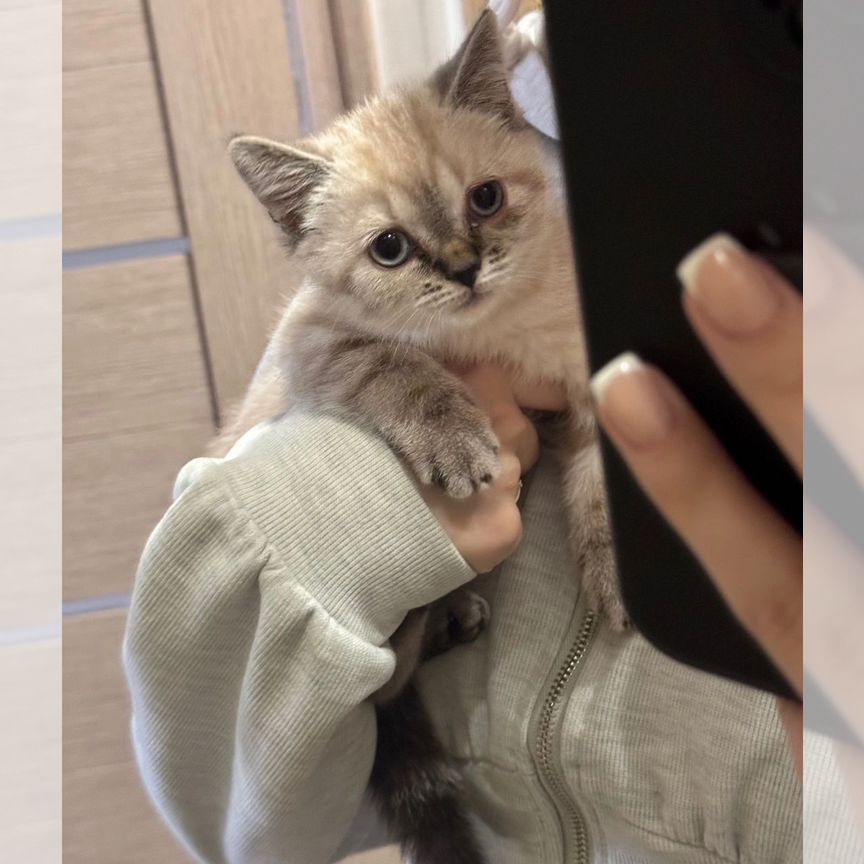 Котята шотландские прямоухие