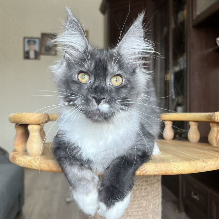 Котята мейн-кун питомник