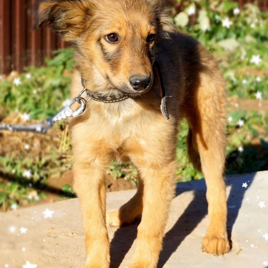 Отдам щенка