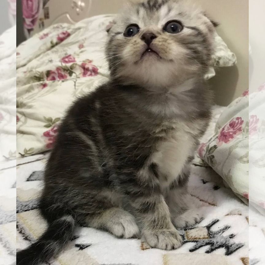 Шотландские вислоухие котята